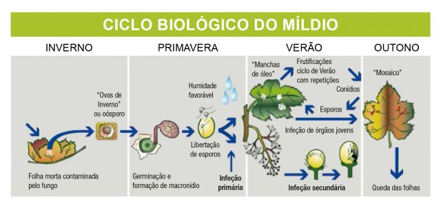 Míldio da videira – cientistas descobrem a verdadeira origem da ...